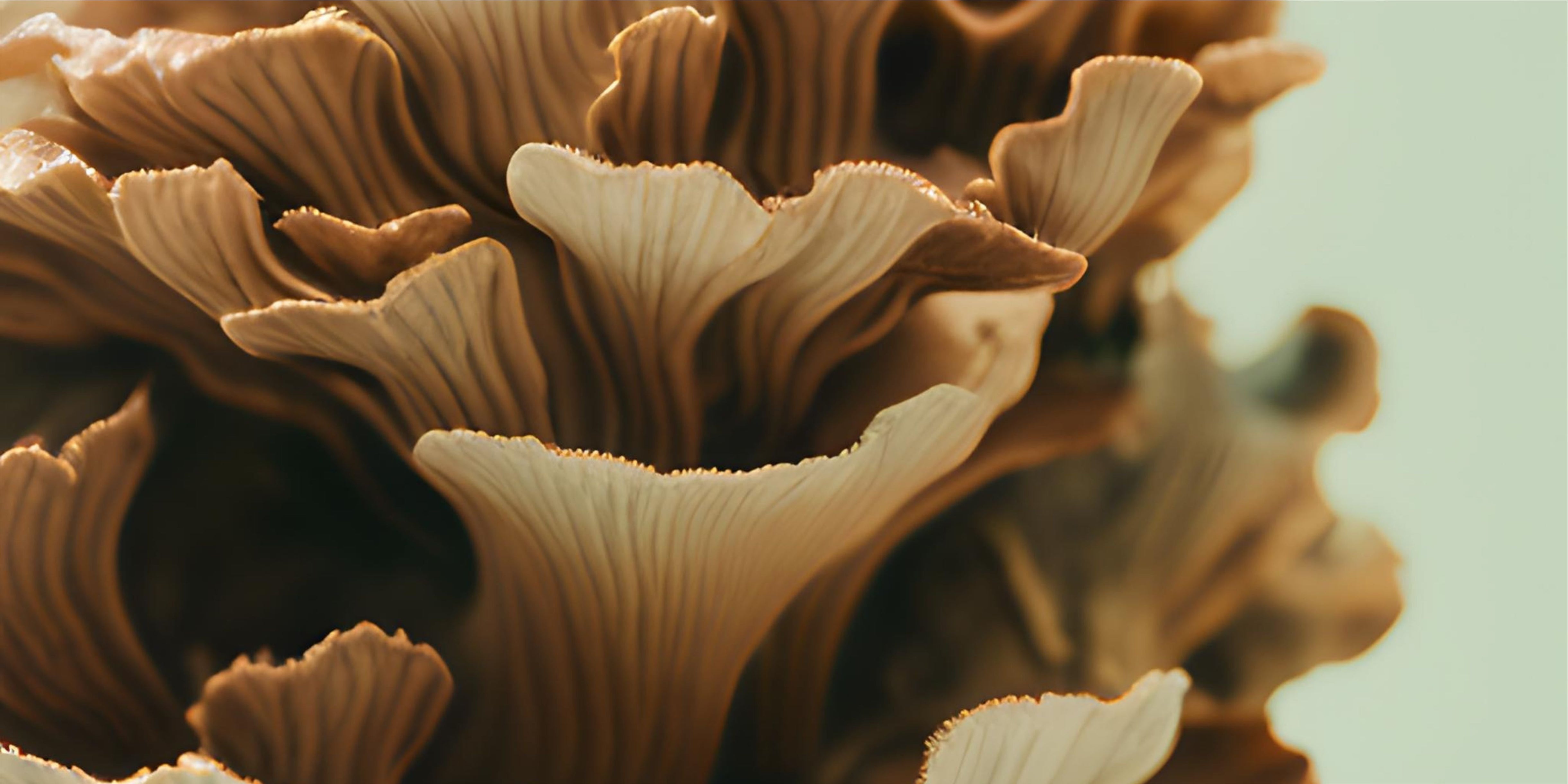 Maitake Mushroom Benefits: Nutrition and Uses – Feral Fungi