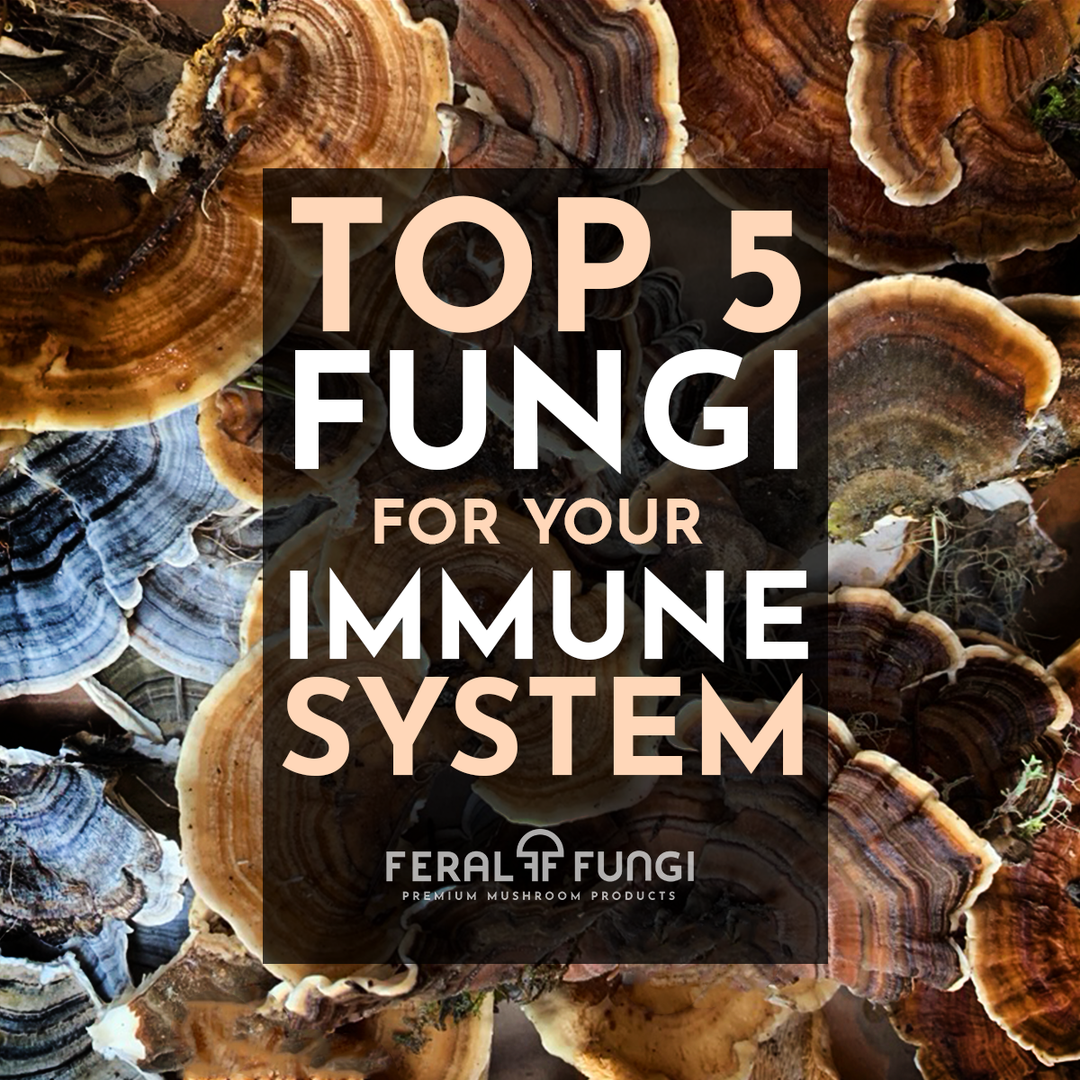 Top 5 Fungi for Immune Support – Feral Fungi