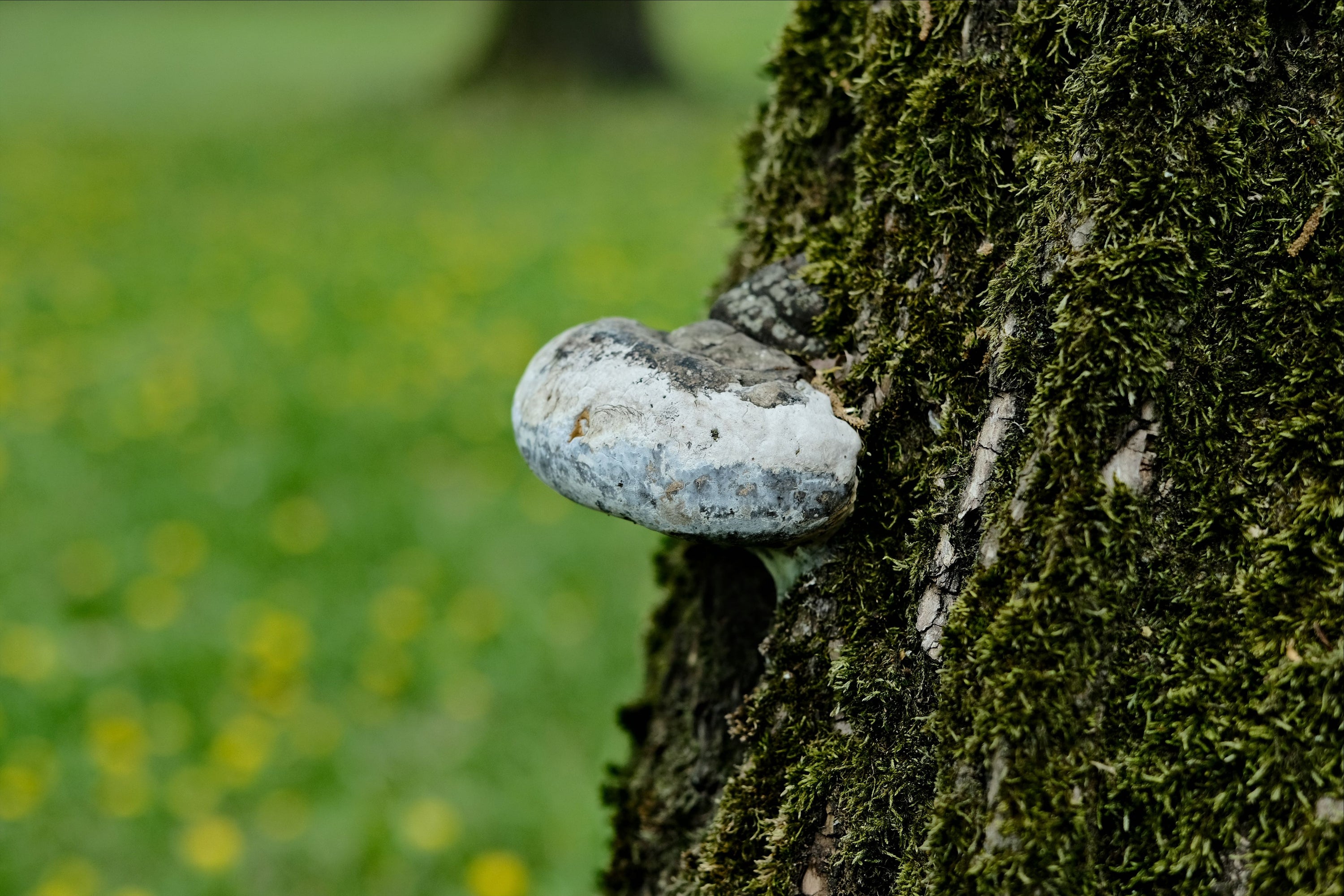 Agarikon Mushroom Benefits – Feral Fungi