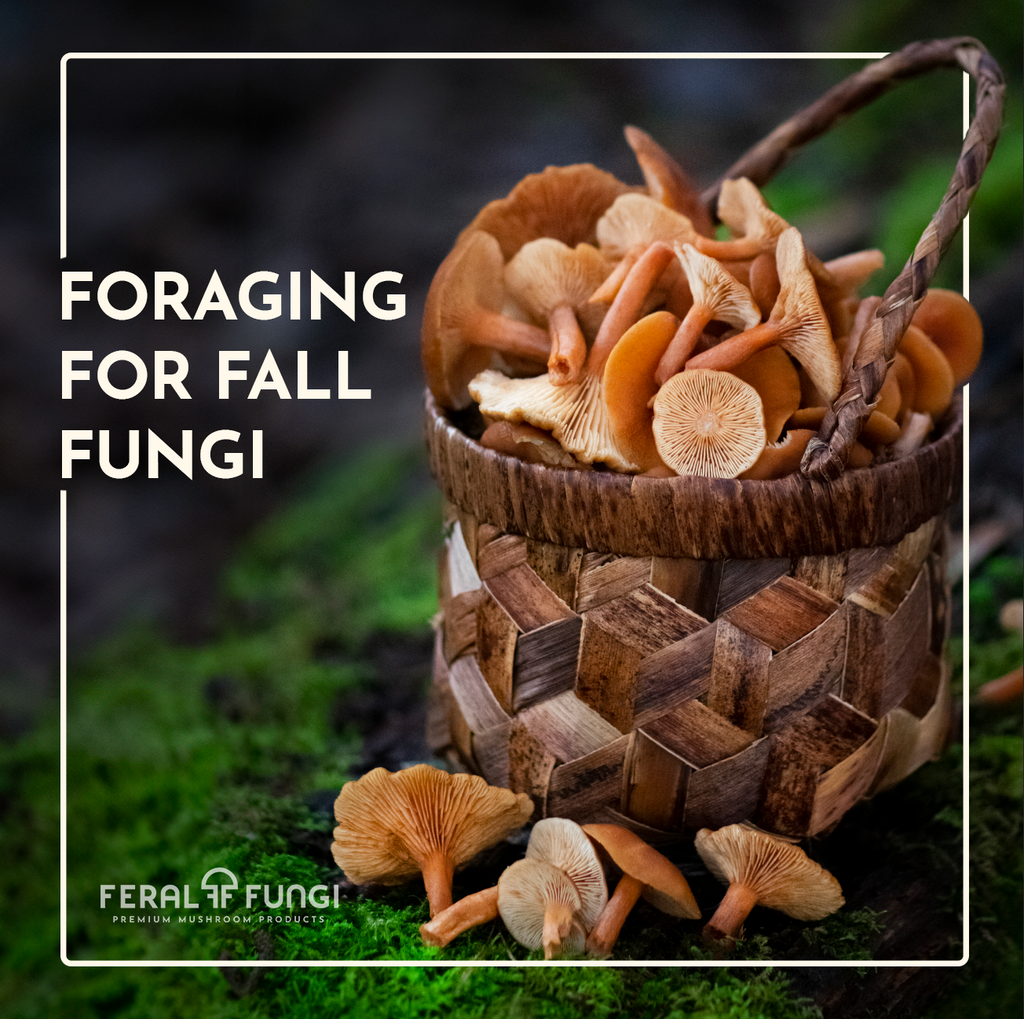 Foraging for Fall Fungi – Feral Fungi