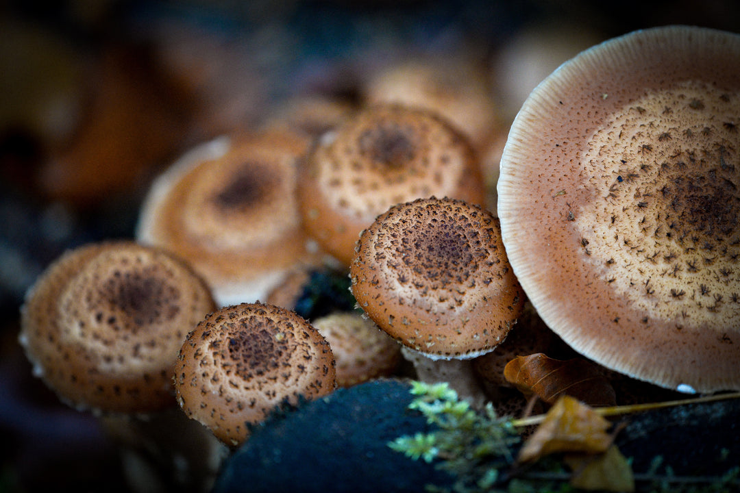 Largest Fungus In the World | Honey Mushroom – Feral Fungi