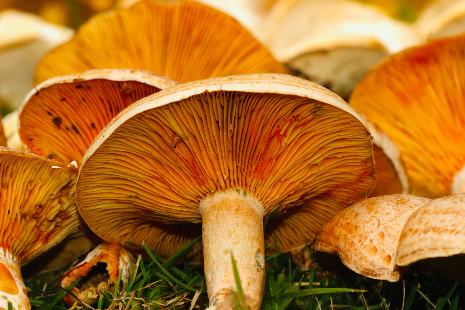 Mushrooms For Gut Health: Digestive Wellness – Feral Fungi