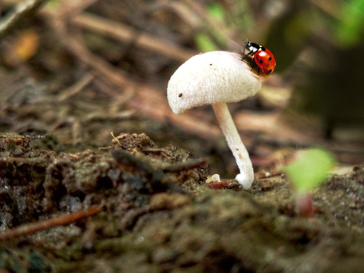 What Is Chitin: Fungal Polysaccharides – Feral Fungi