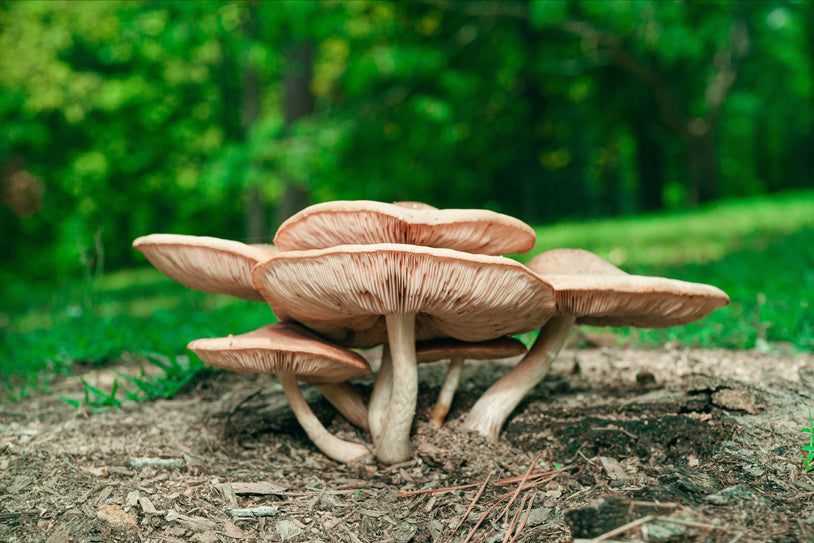 How To Grow Mushrooms: A Step-by-Step Guide – Feral Fungi
