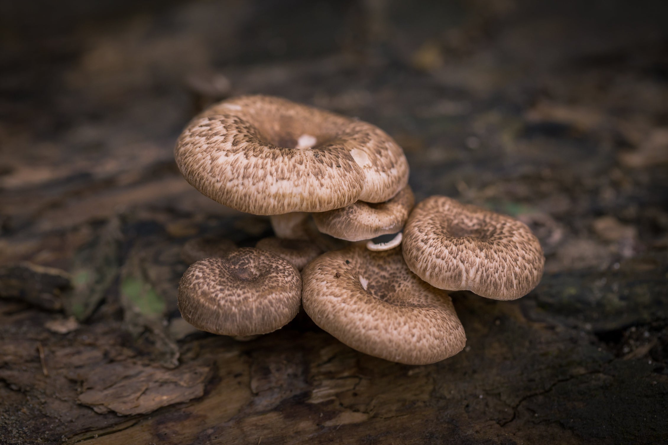 Mushrooms For Bone Health: Benefits and Uses – Feral Fungi