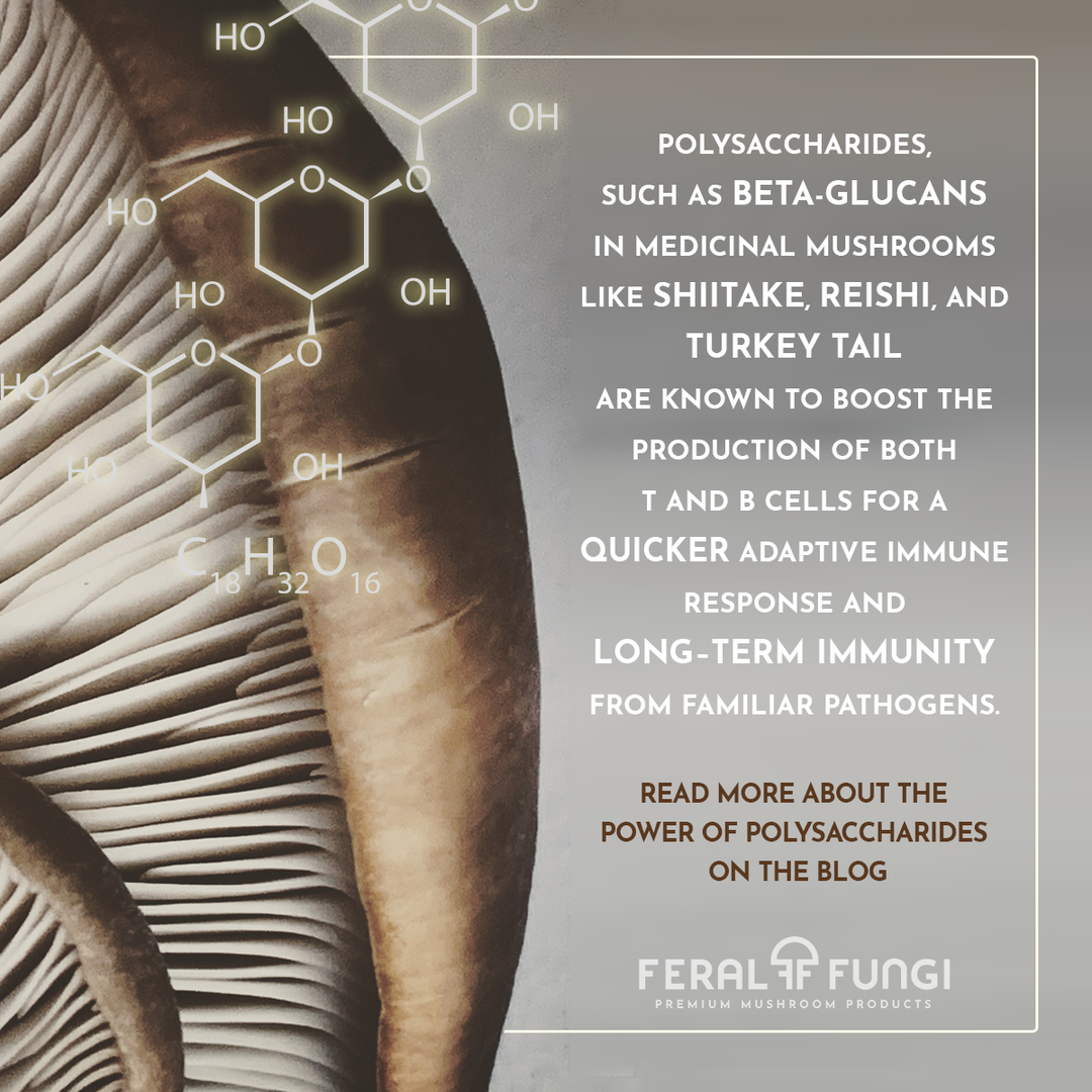 Power of Polysaccharides in Mushrooms – Feral Fungi