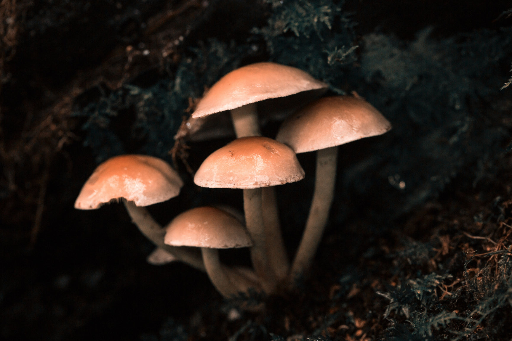 Mushrooms For Hair: Benefits and Uses – Feral Fungi