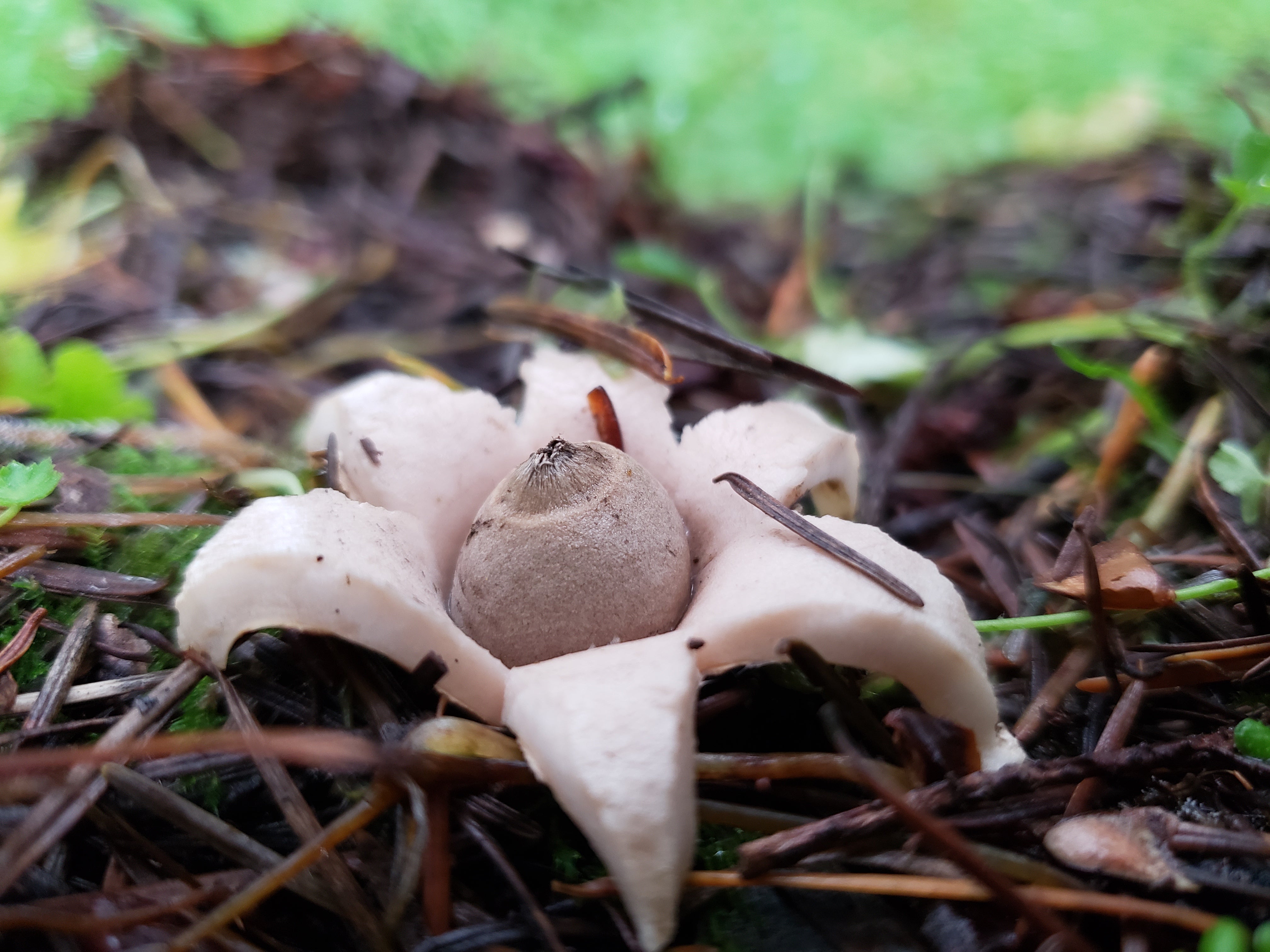 Mushroom Gift Sets – Feral Fungi