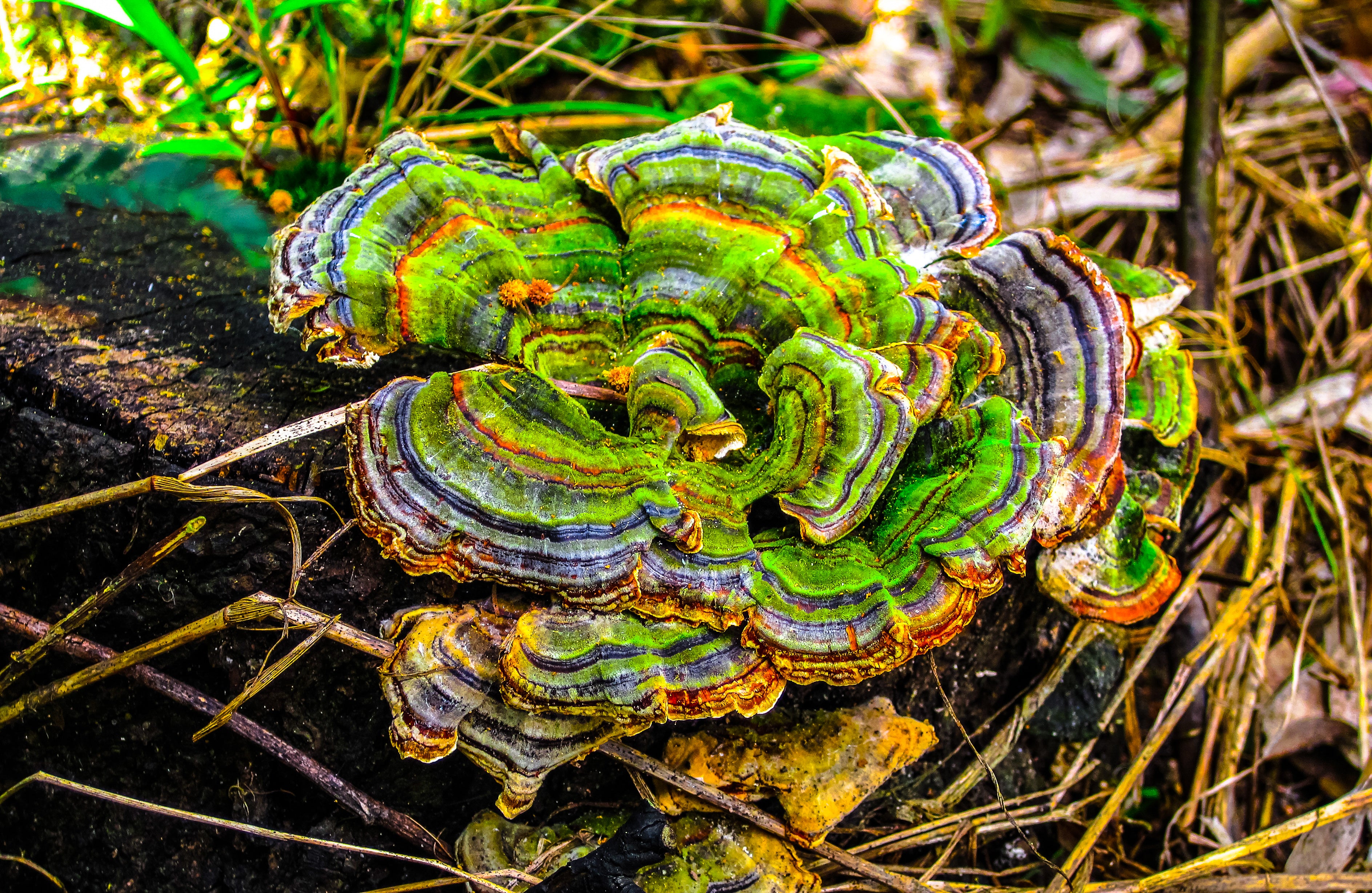 Fungus Tincture Sets – Feral Fungi