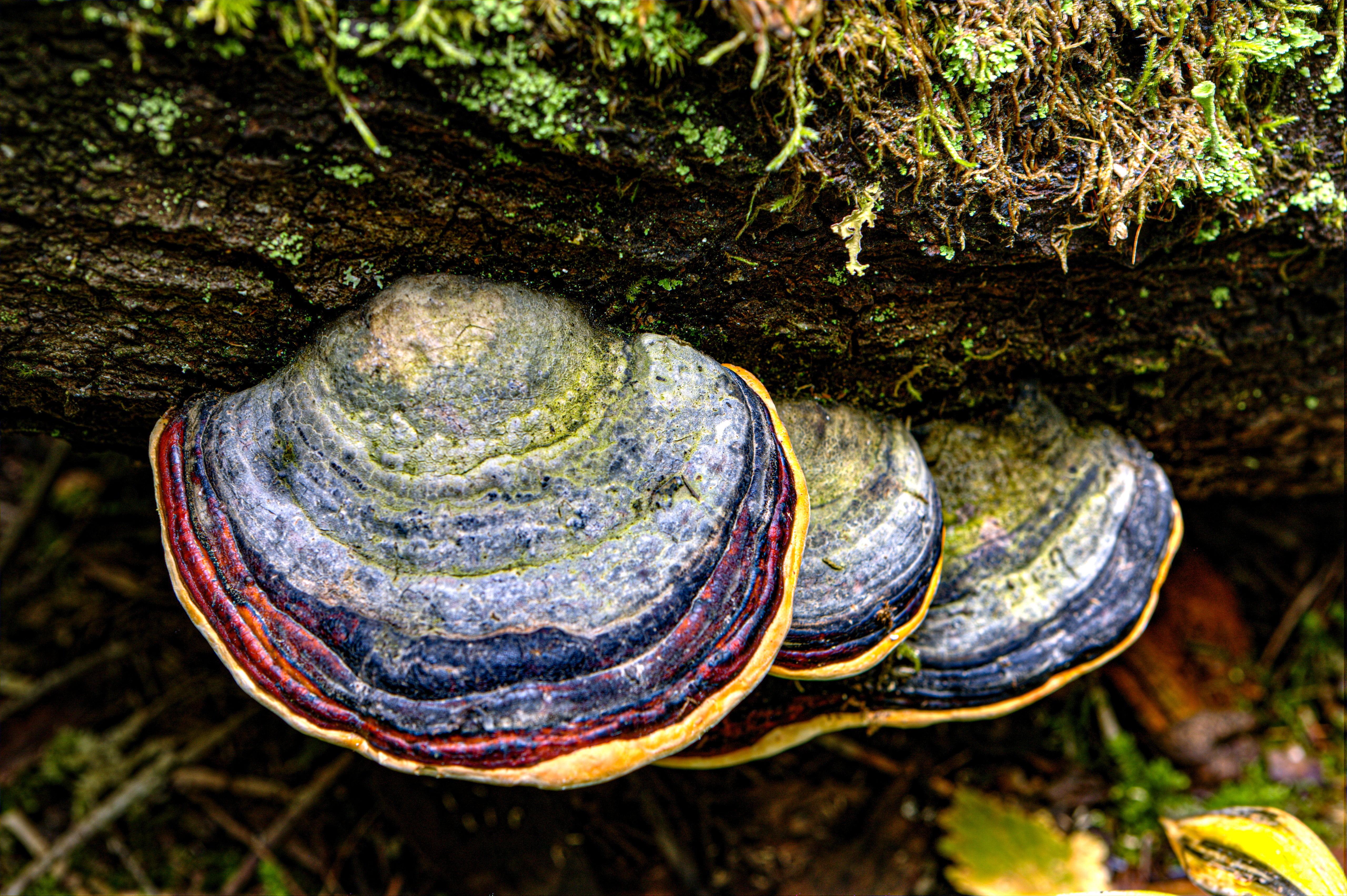 Feral Fungi References – Tagged "Core Products"