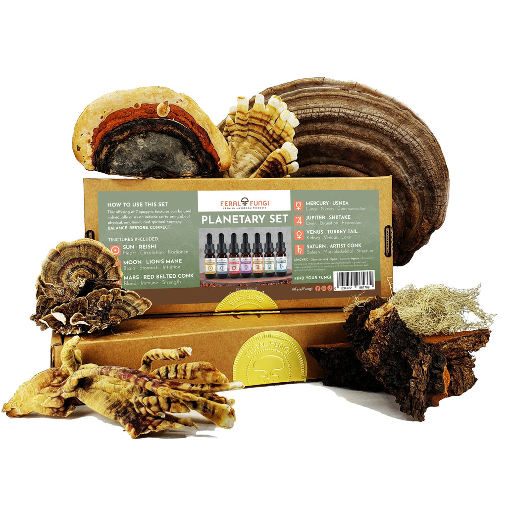 Planetary Set of 7 Spagyric Tinctures – Feral Fungi